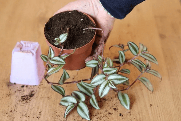 A step by step guide to transplanting your plants