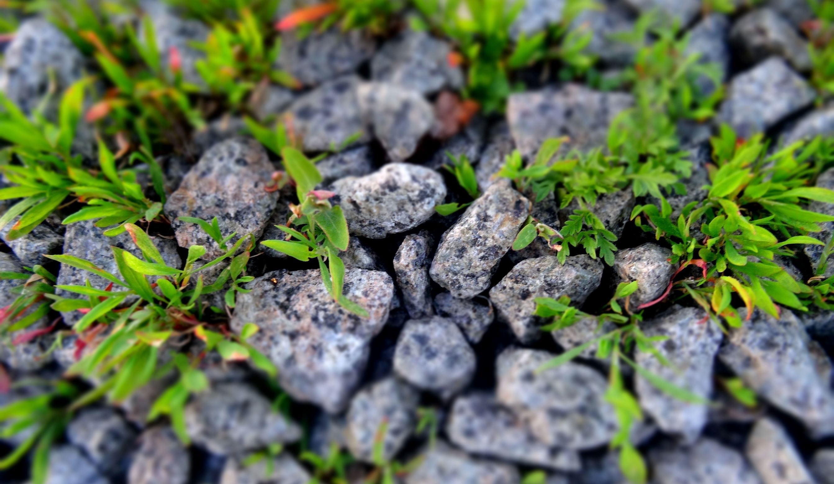 Einen Schotterrasen anlegen: So geht's