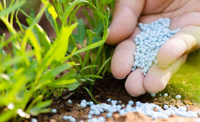 Triple superphosphate 45 % P2O5 25 kg Superphos Engrais phosphoré ...