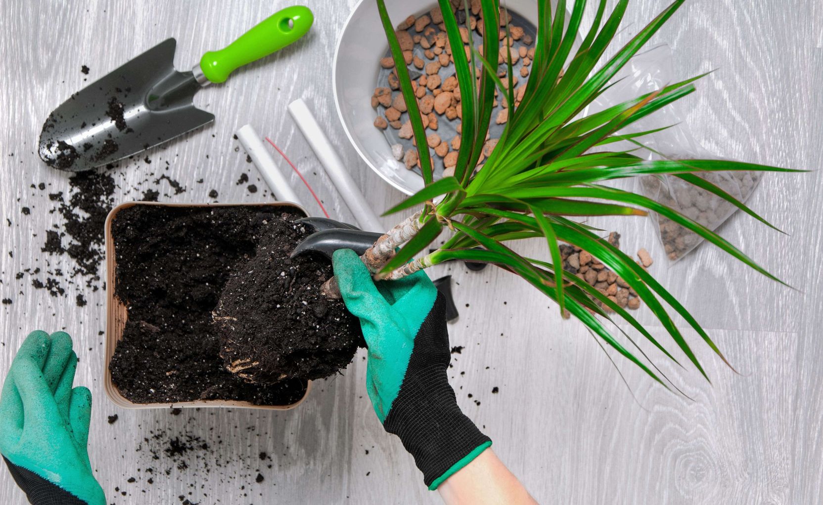 Comment rempoter une plante