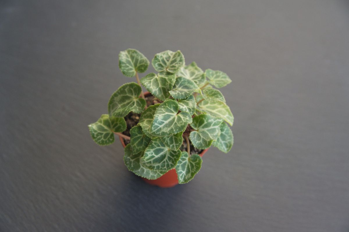 Plantas con hojas en forma de corazón