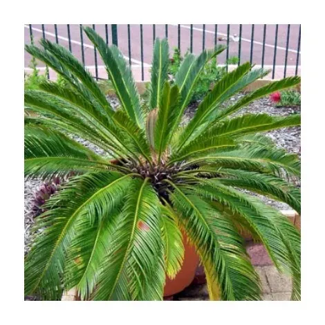 Todo sobre la Cica o la Cyca del Japón