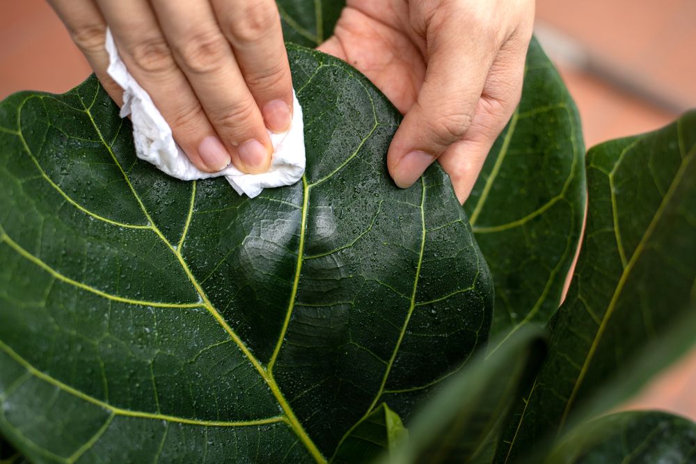 Cuidados del ficus lyrata o la higuera de hoja de violín