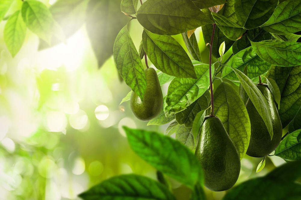 How to grow an avocado tree