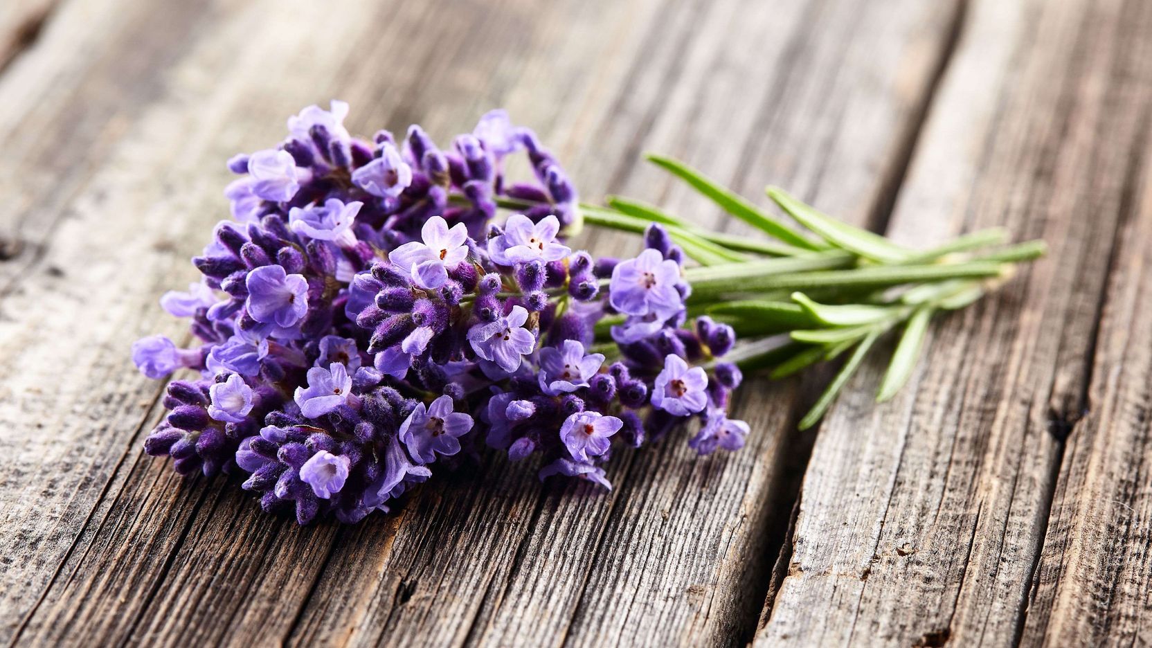 Todo sobre el cultivo de lavanda