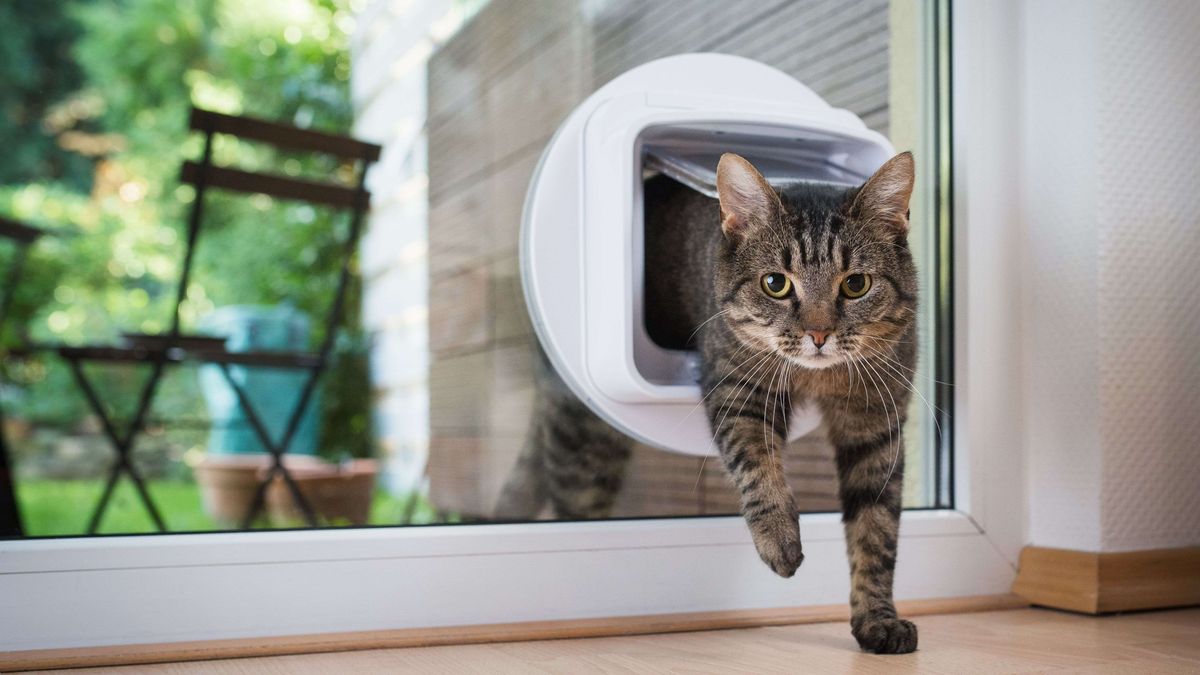 Cat flap buying guide