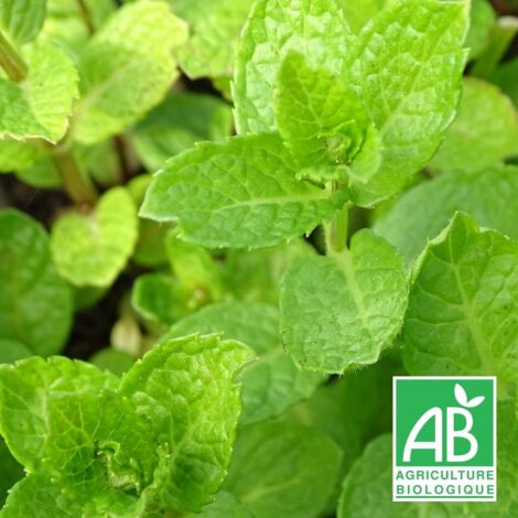 Plante et herbe aromatiques