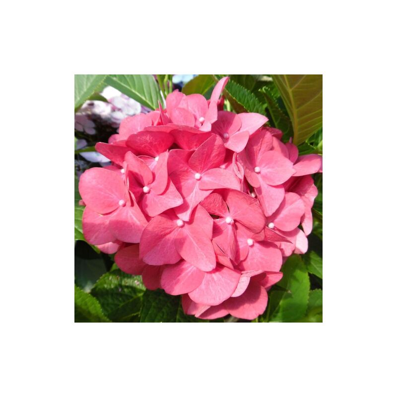 Ortensia "Hydrangea Macrophylla Doris" Pianta In Vaso 12 Cm Doris | VIVAIO DI CASTELLETTO | PL