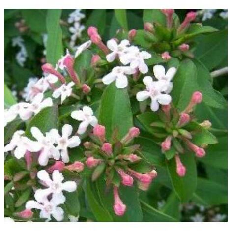 Piante perenni