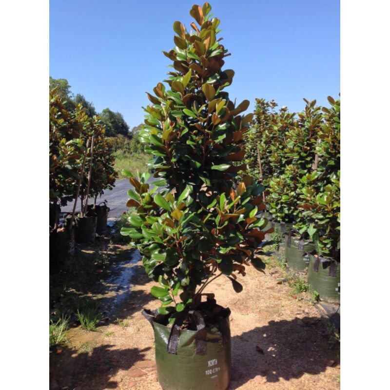 Magnolia Grandiflora Pianta Sempreverde In Vaso H. 60/80 Cm | VIVAIO DI ...