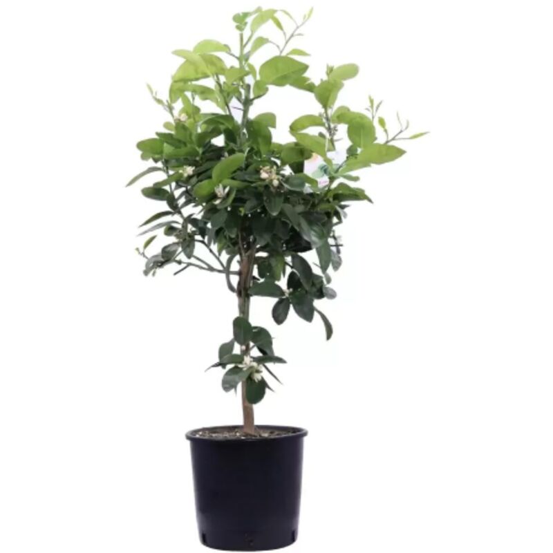 Pianta Di Mapo ' Citrus X Tangelo ' In Vaso 22 Cm Agrumi Di Sicilia ...