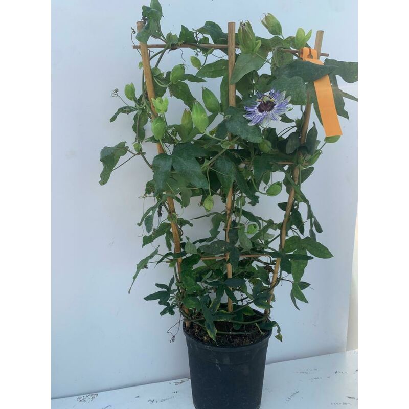 Pianta Di Passiflora Edulis Maracuja In Vaso 20 Cm | AAAPIANTE | US