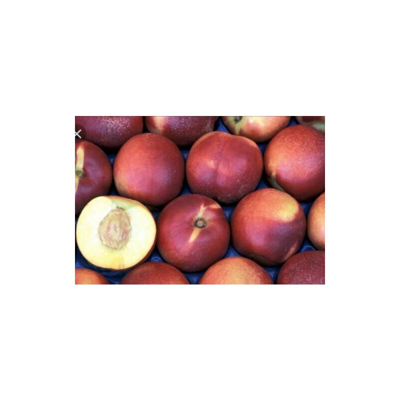 Pianta Di Pesca Noce Indipendence Polpa Gialla In Vaso (Foto Reale ...