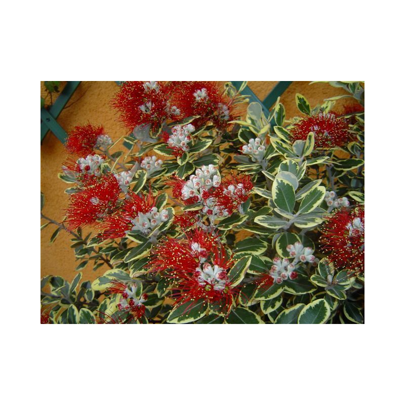 Vivaio Garden Forest - Pianta Metrosideros Variegato Vaso 16Cm | VIVAIO ...