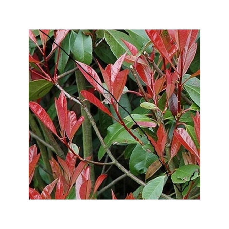 photinia fraseri red robin piante vere da siepe h | Photinia fraseri ...