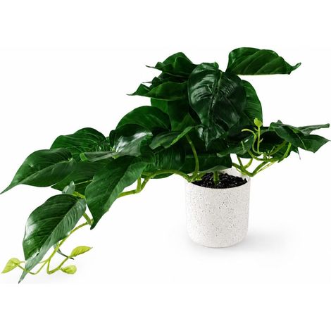 30cm Mini Pothos in Decorative White Pot