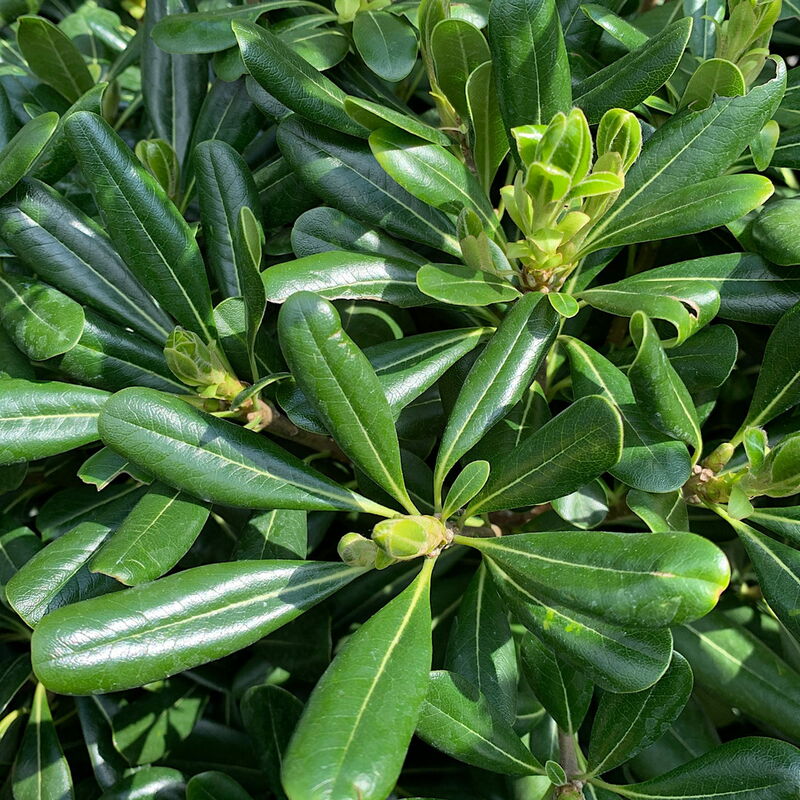 Pitosforo 'Pittosporum Tobira' Pianta In Vaso 19 Cm | VIVAIO DI ...