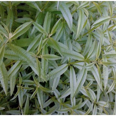 Plantas y hierbas aromáticas