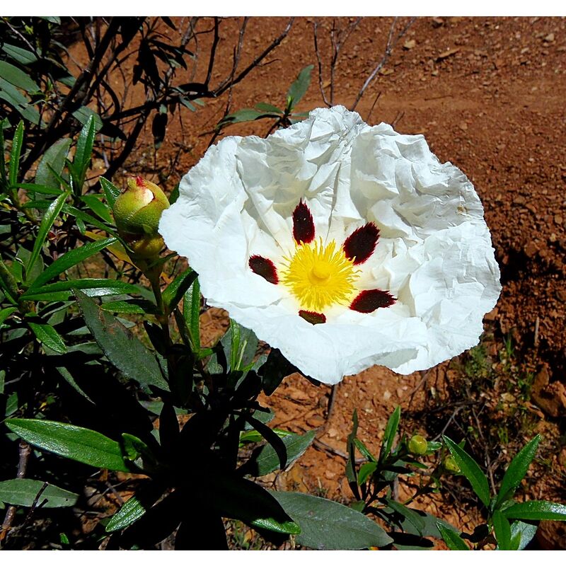 Planta de Cistus Ladanifer. Jara Pringosa - 3149672