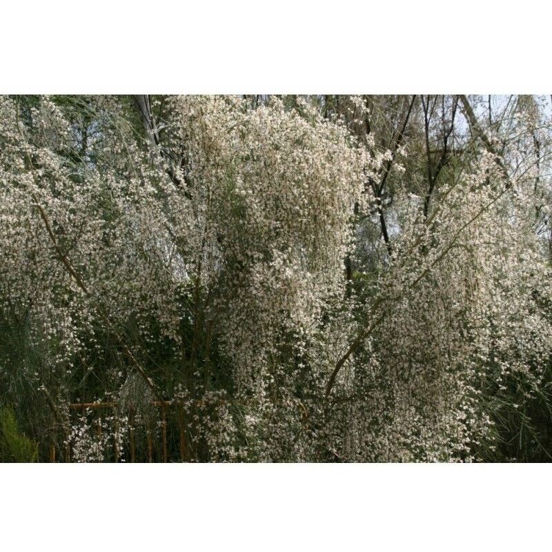 Planta de Retama Monosperma - Retama Blanca - 3147318