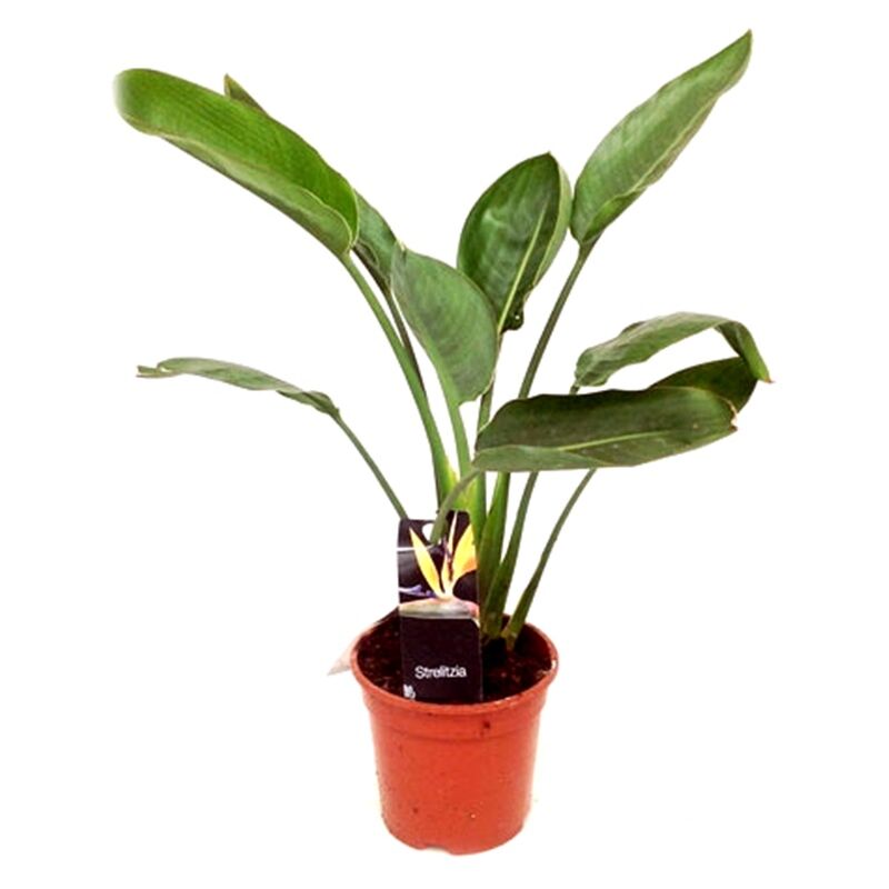 Planta Natural de Strelitzia Reginae en Maceta M17 - 3151985