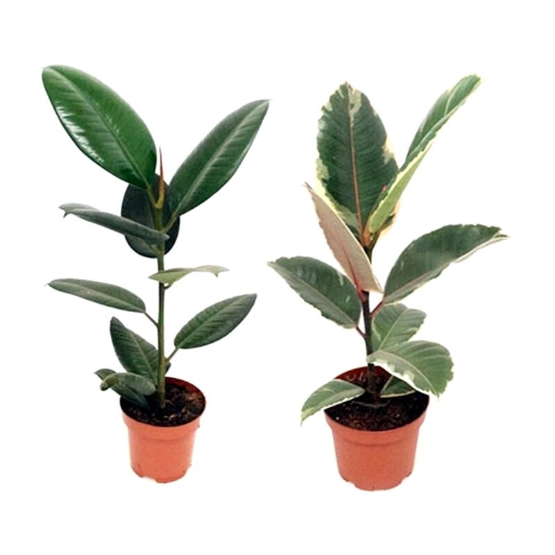 Planta Natural Ficus Robusta en Maceta M13 - 3151865