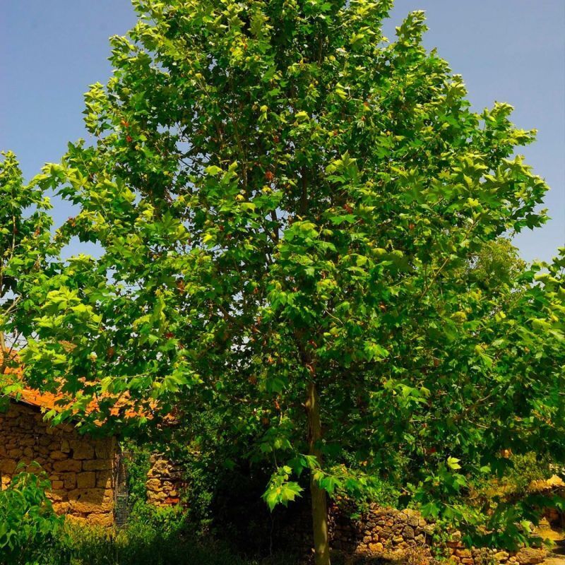 Platane à Feuilles d'Érable (Platanus Acerifolia) - Godet - Taille 20 ...