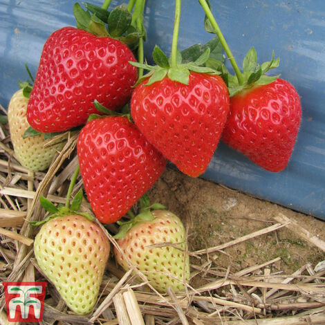 Strawberry plants