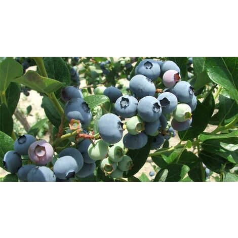 Fruit trees and bushes